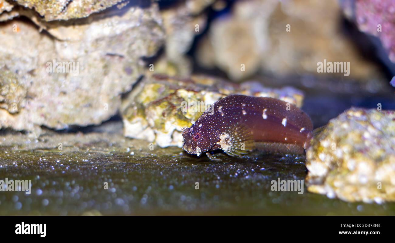 Salarias ramosus, the starry blenny fish swimming in a reef aquarium ...