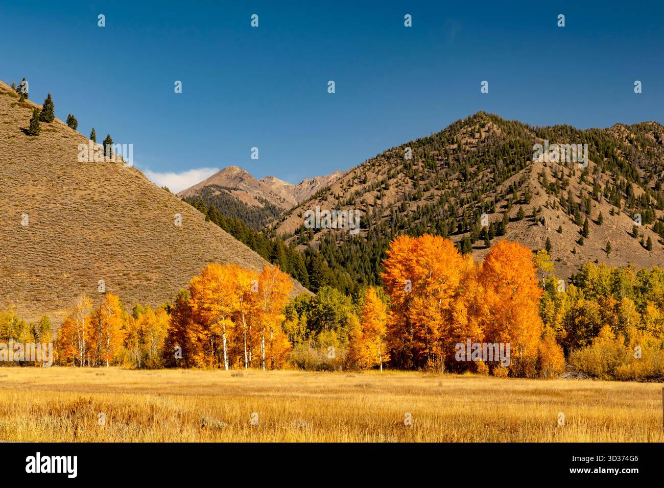 Fall foliage in Idaho from Sawtooth National Forest Stock Photo - Alamy