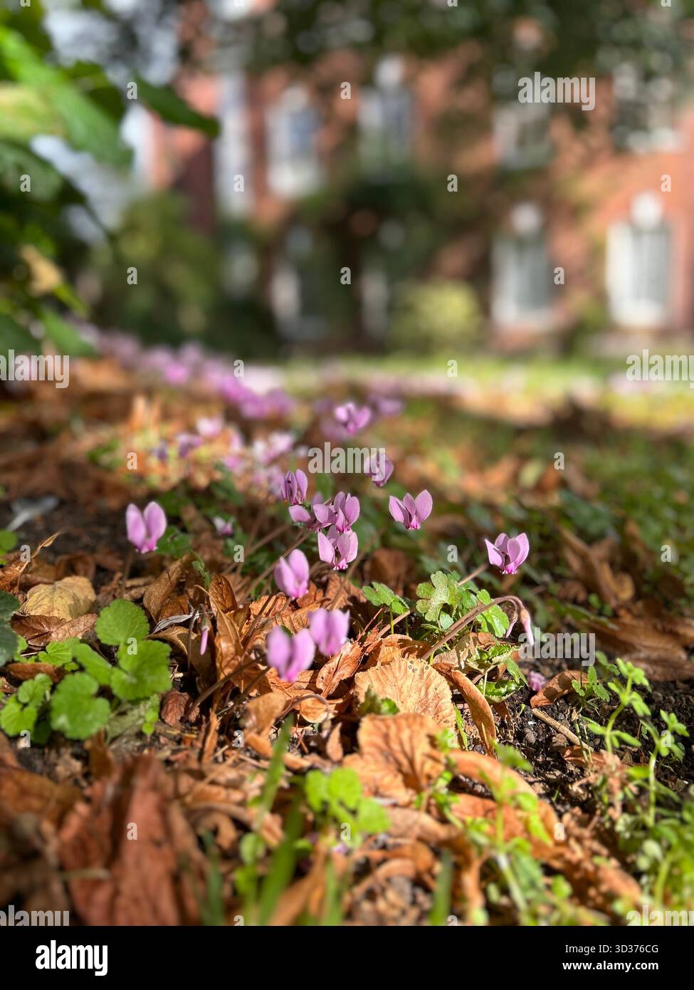 Small flowers emerge from ground hi-res stock photography and images ...