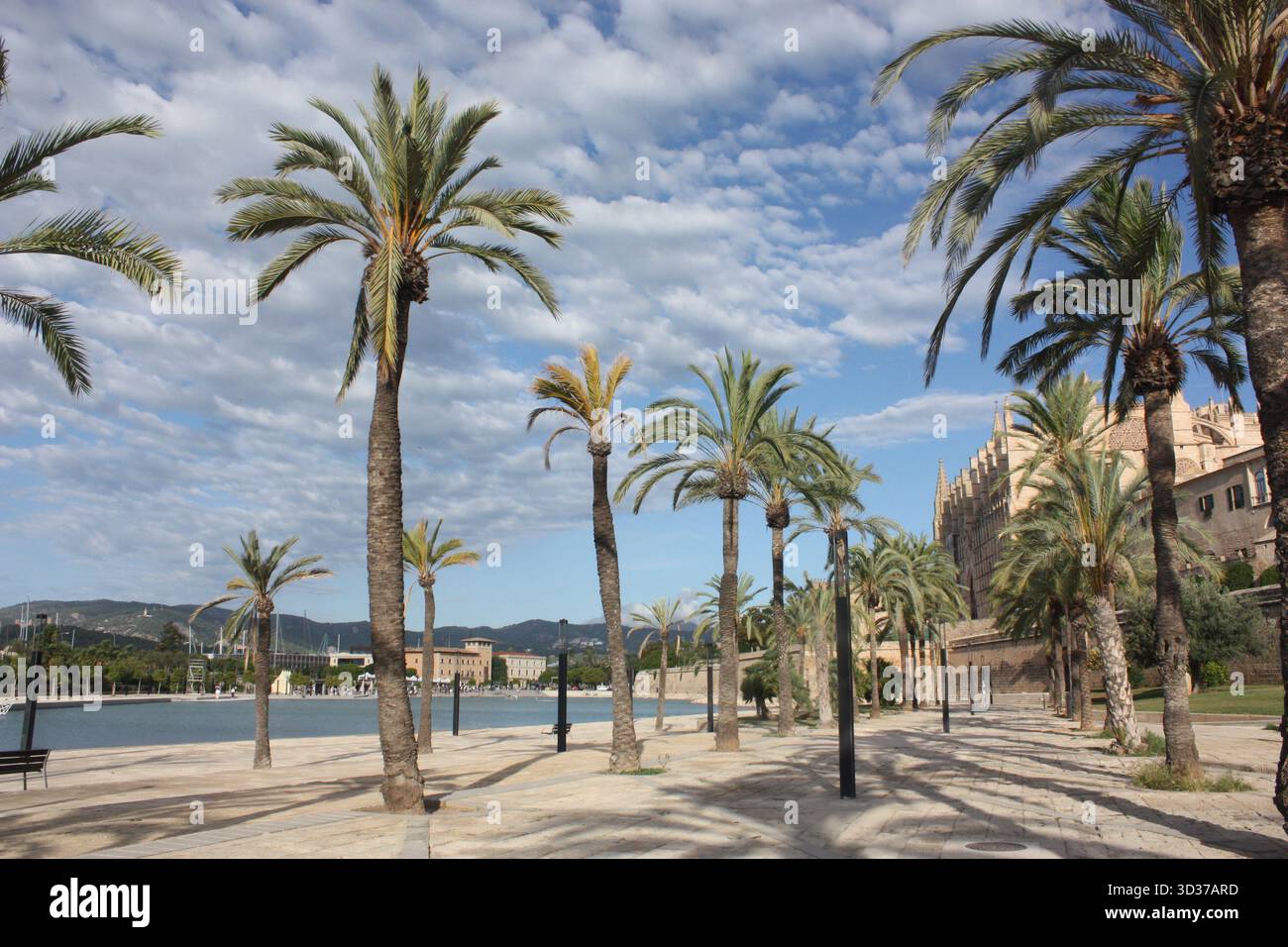 Palma de Mallorca, Spain - Palm trees in the park in front of the ...