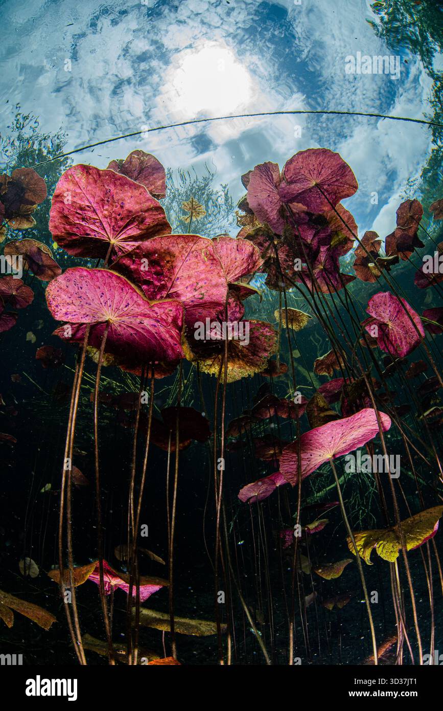 Cenote Lilly Pads Stock Photo - Alamy