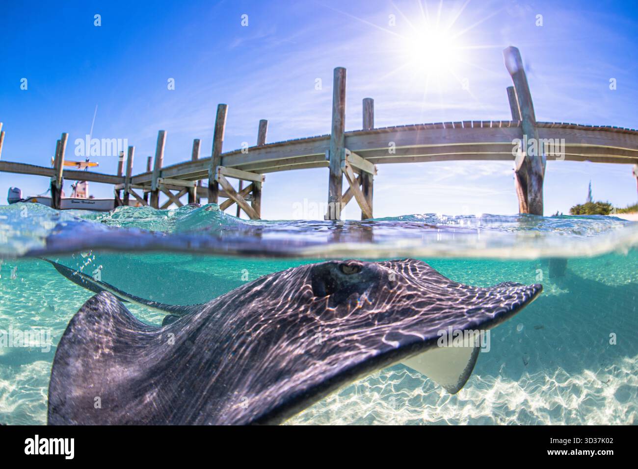 Stingrays in the bahamas while snorkeling with my camera in shallow ...