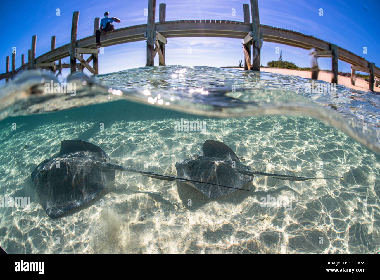 Stingrays in the bahamas while snorkeling with my camera in shallow ...