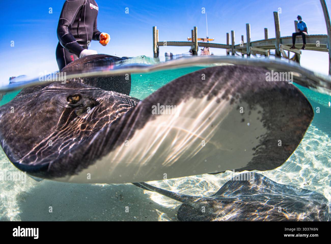 Stingrays in the bahamas while snorkeling with my camera in shallow ...