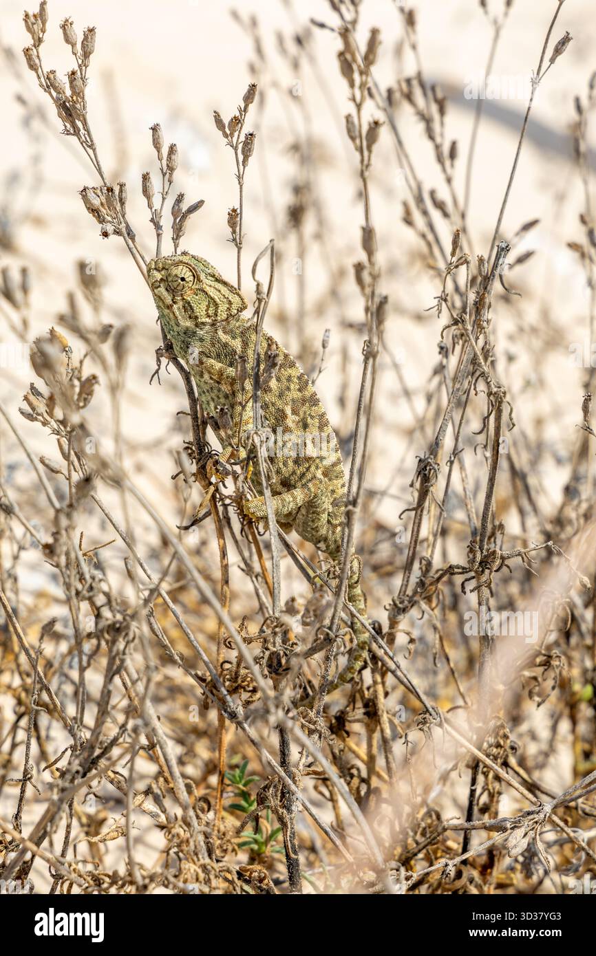 Mediterranean chameleon, Chamaeleo, common chameleon, in a bush on the ...