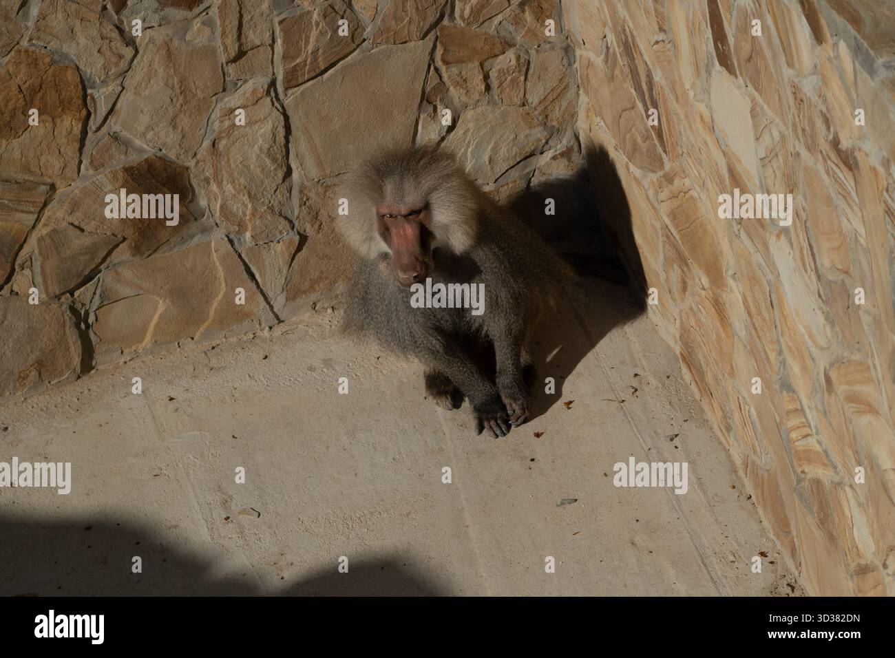 Monkey cave zoo sits hi-res stock photography and images - Alamy