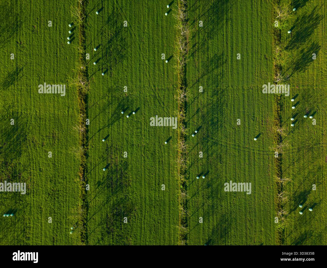 Hay production fields for animals, with bales of straw after the ...