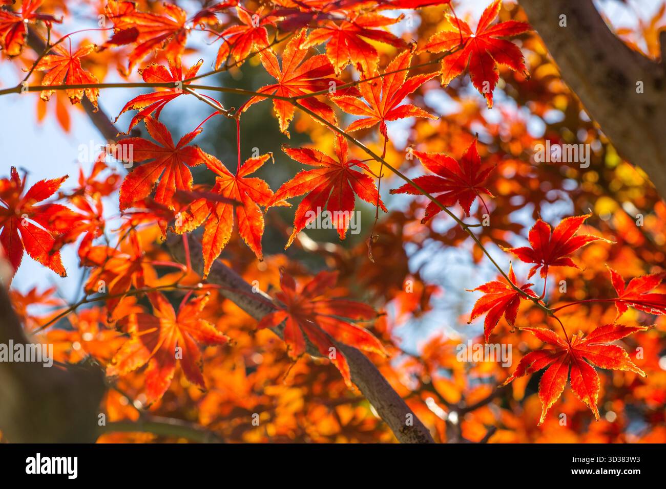 Autumn scenery along the Tongzhou section of the Grand Canal in Beijing ...