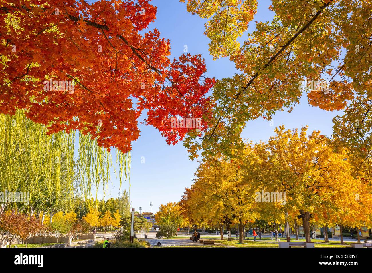 Autumn scenery along the Tongzhou section of the Grand Canal in Beijing ...
