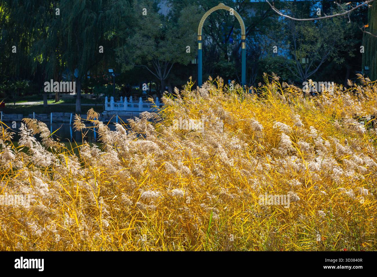 Autumn scenery along the Tongzhou section of the Grand Canal in Beijing ...