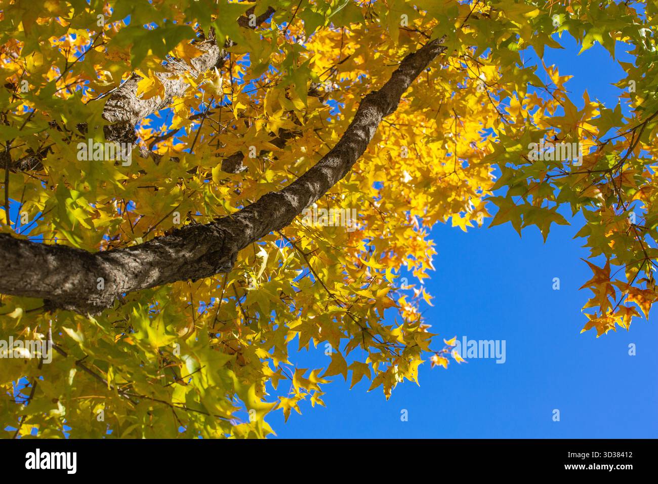Autumn scenery along the Tongzhou section of the Grand Canal in Beijing ...
