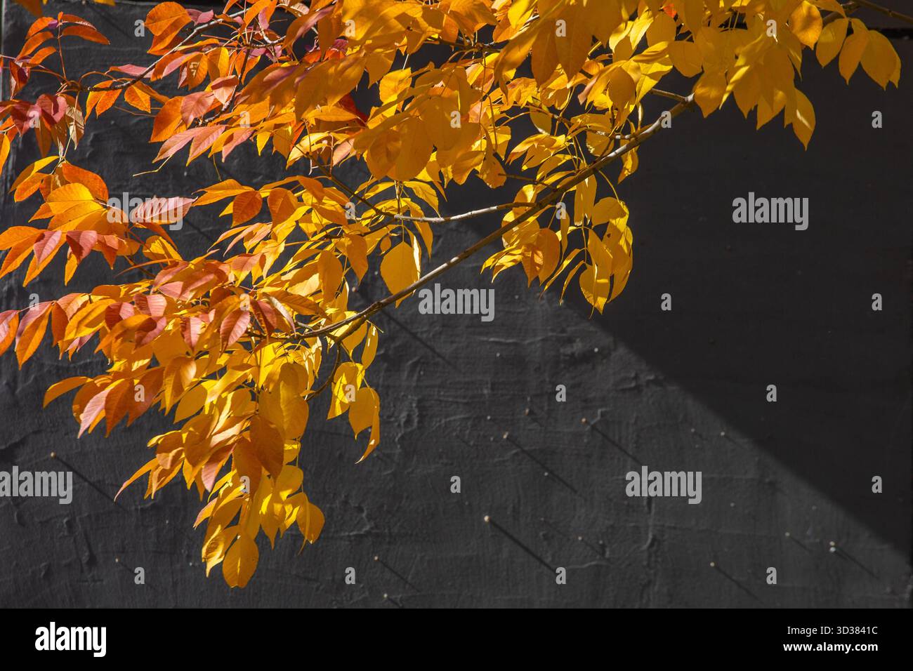 Autumn scenery along the Tongzhou section of the Grand Canal in Beijing ...