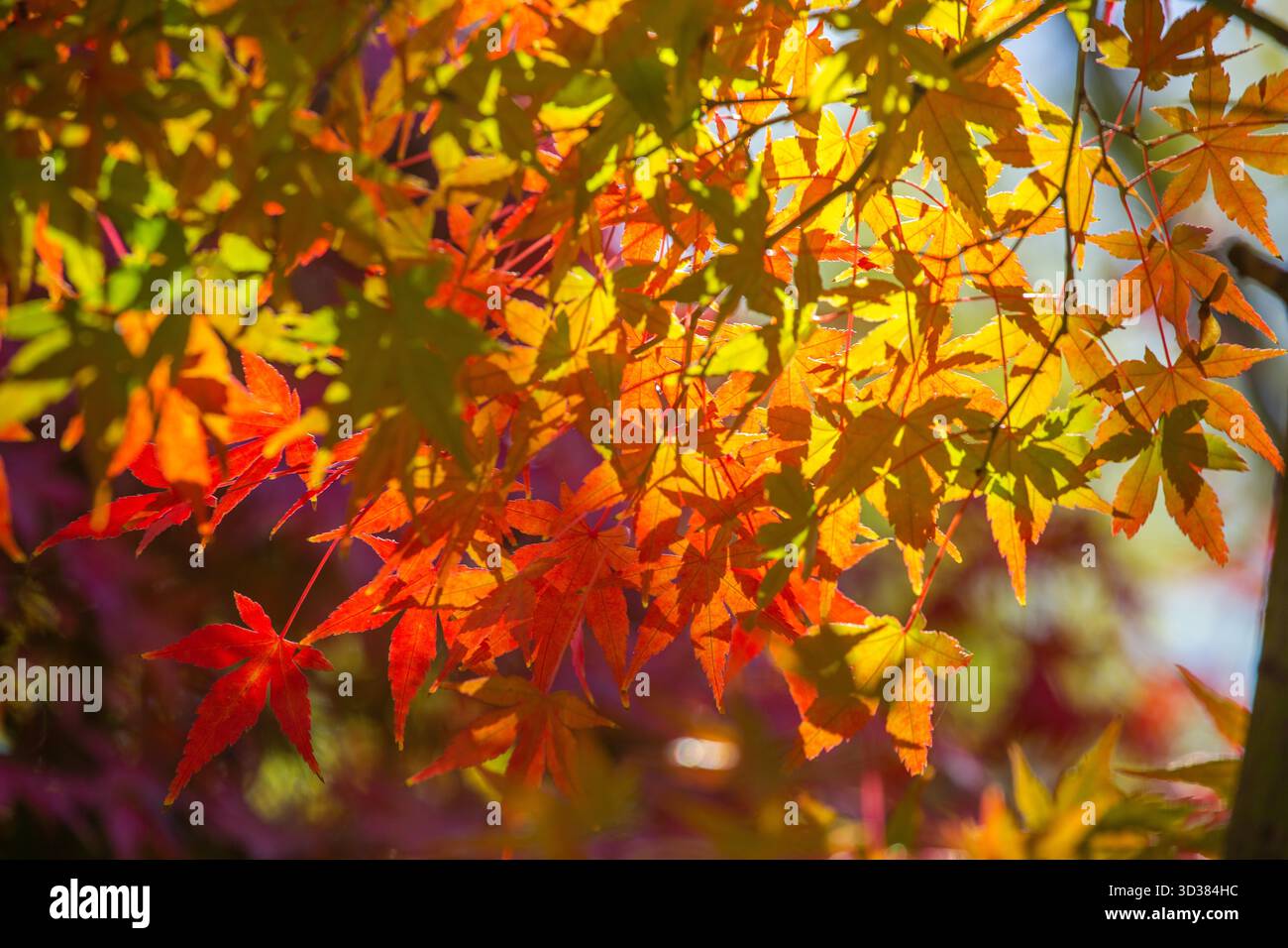 Autumn scenery along the Tongzhou section of the Grand Canal in Beijing ...