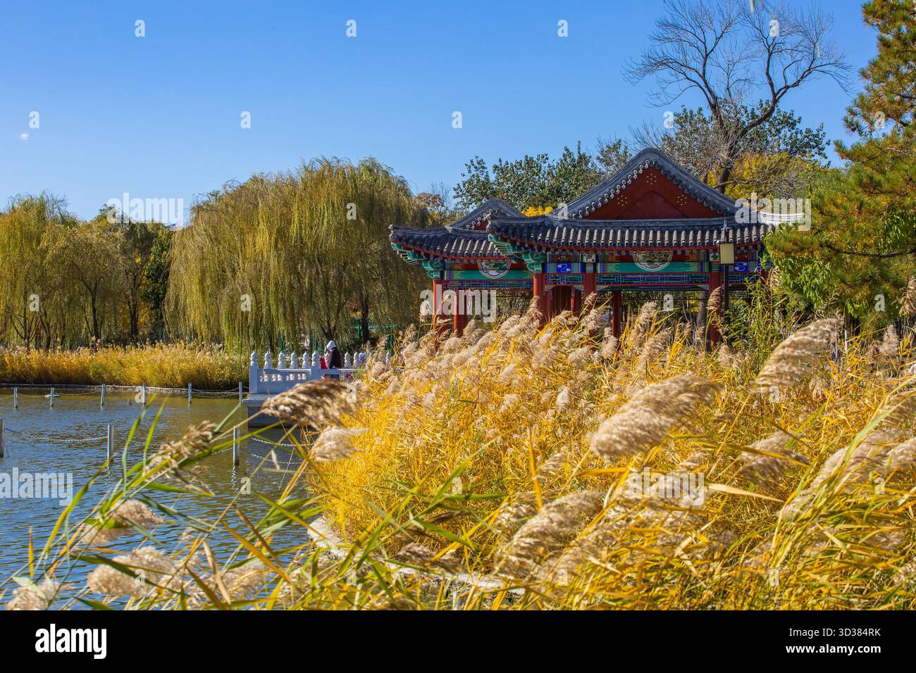 Autumn scenery along the Tongzhou section of the Grand Canal in Beijing ...