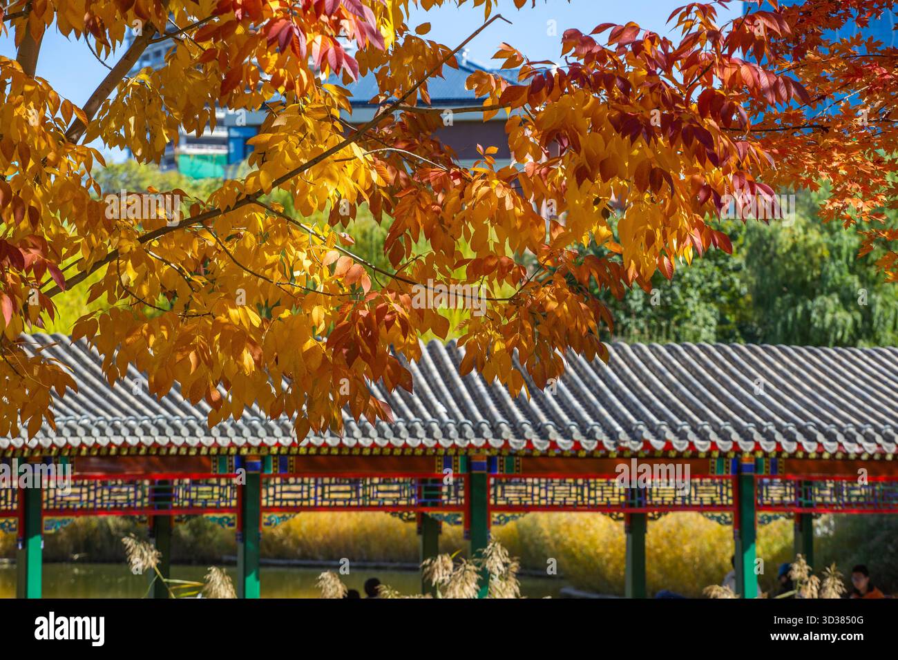Autumn scenery along the Tongzhou section of the Grand Canal in Beijing ...