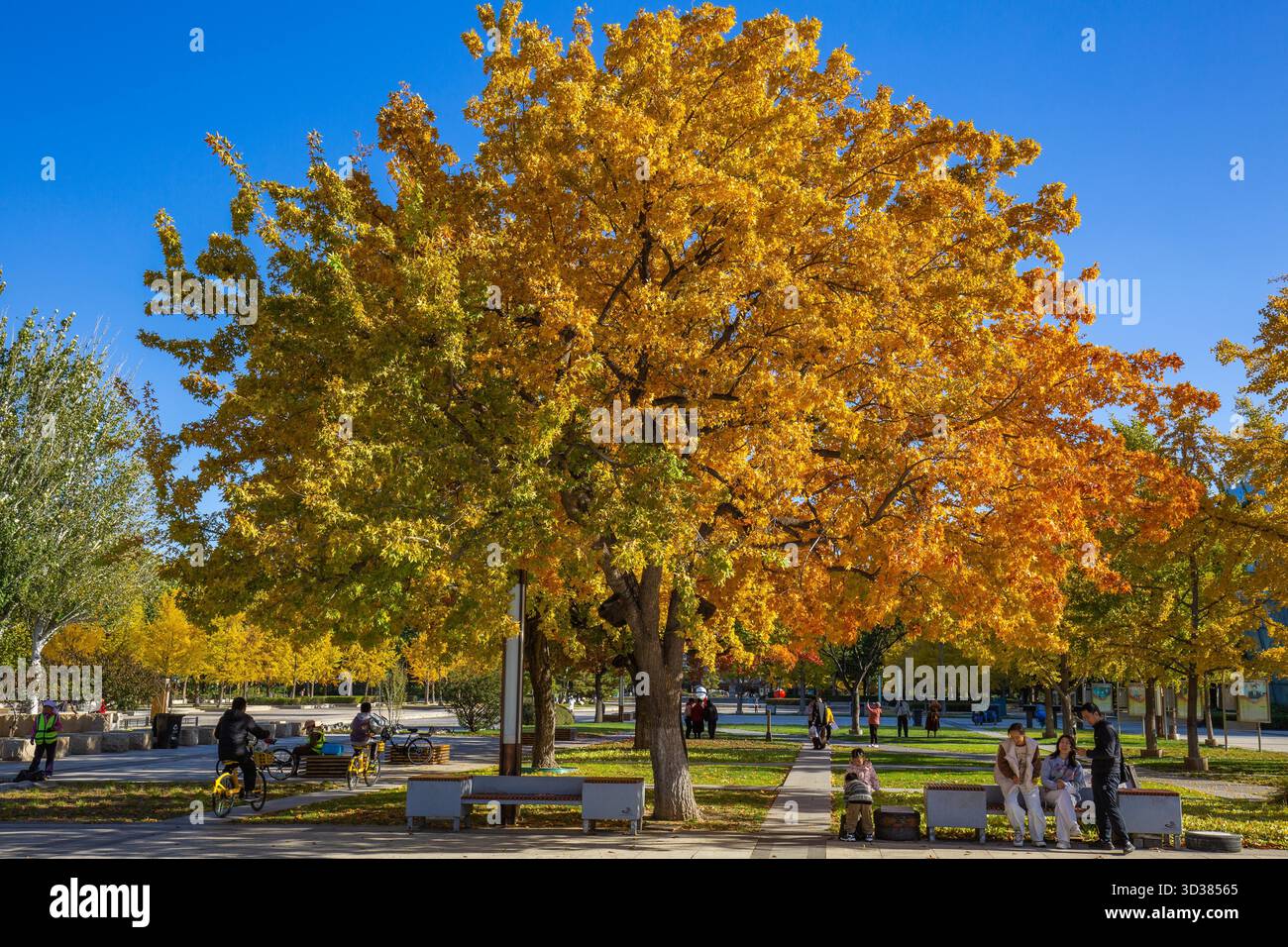 Autumn scenery along the Tongzhou section of the Grand Canal in Beijing ...