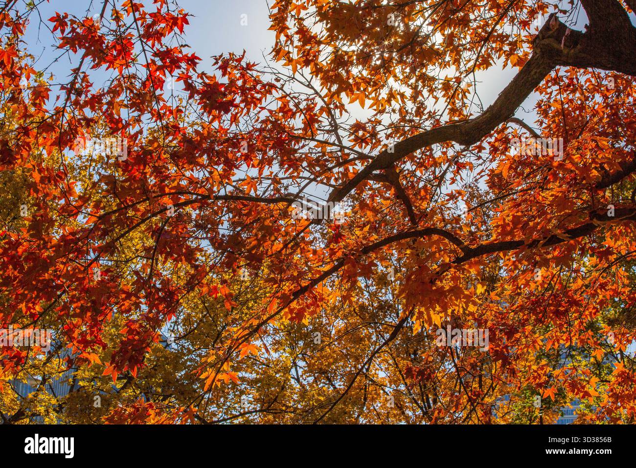 Autumn scenery along the Tongzhou section of the Grand Canal in Beijing ...