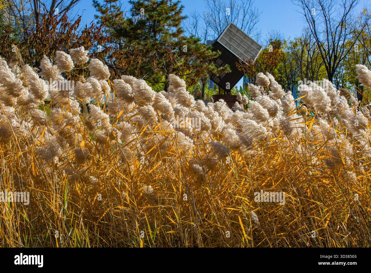 Autumn scenery along the Tongzhou section of the Grand Canal in Beijing ...