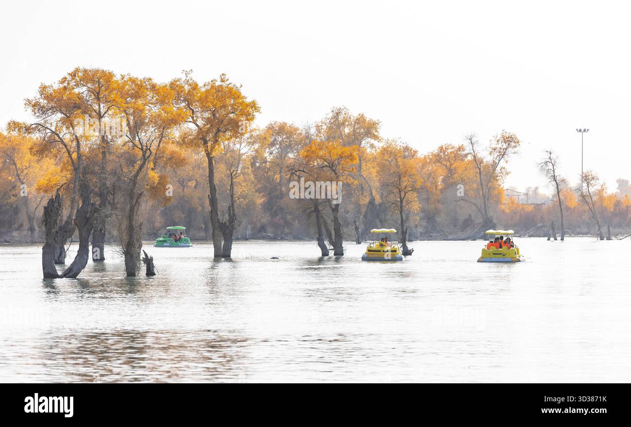 Golden populus euphratica forest attracts tourists in Shaya County ...