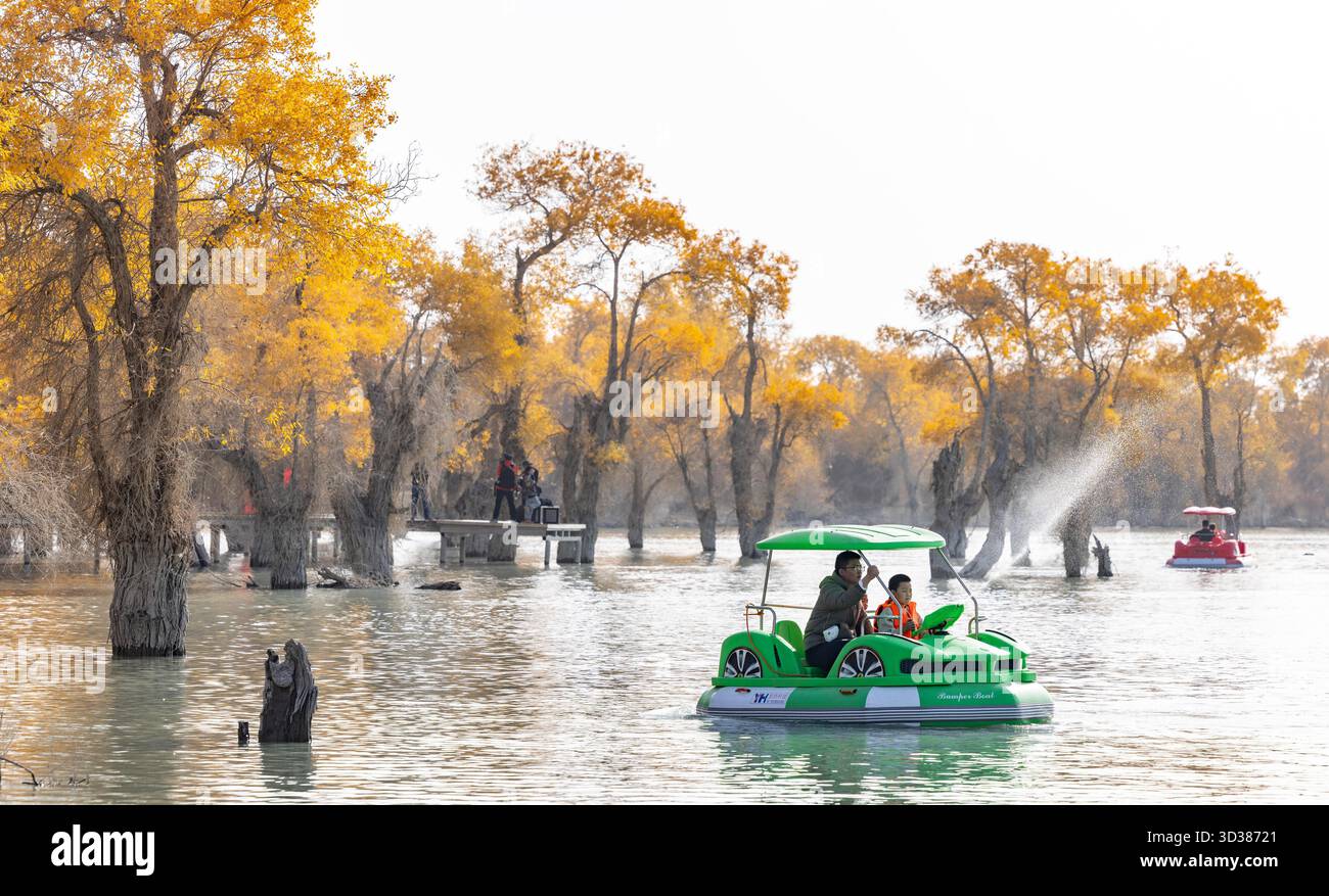 Golden populus euphratica forest attracts tourists in Shaya County ...