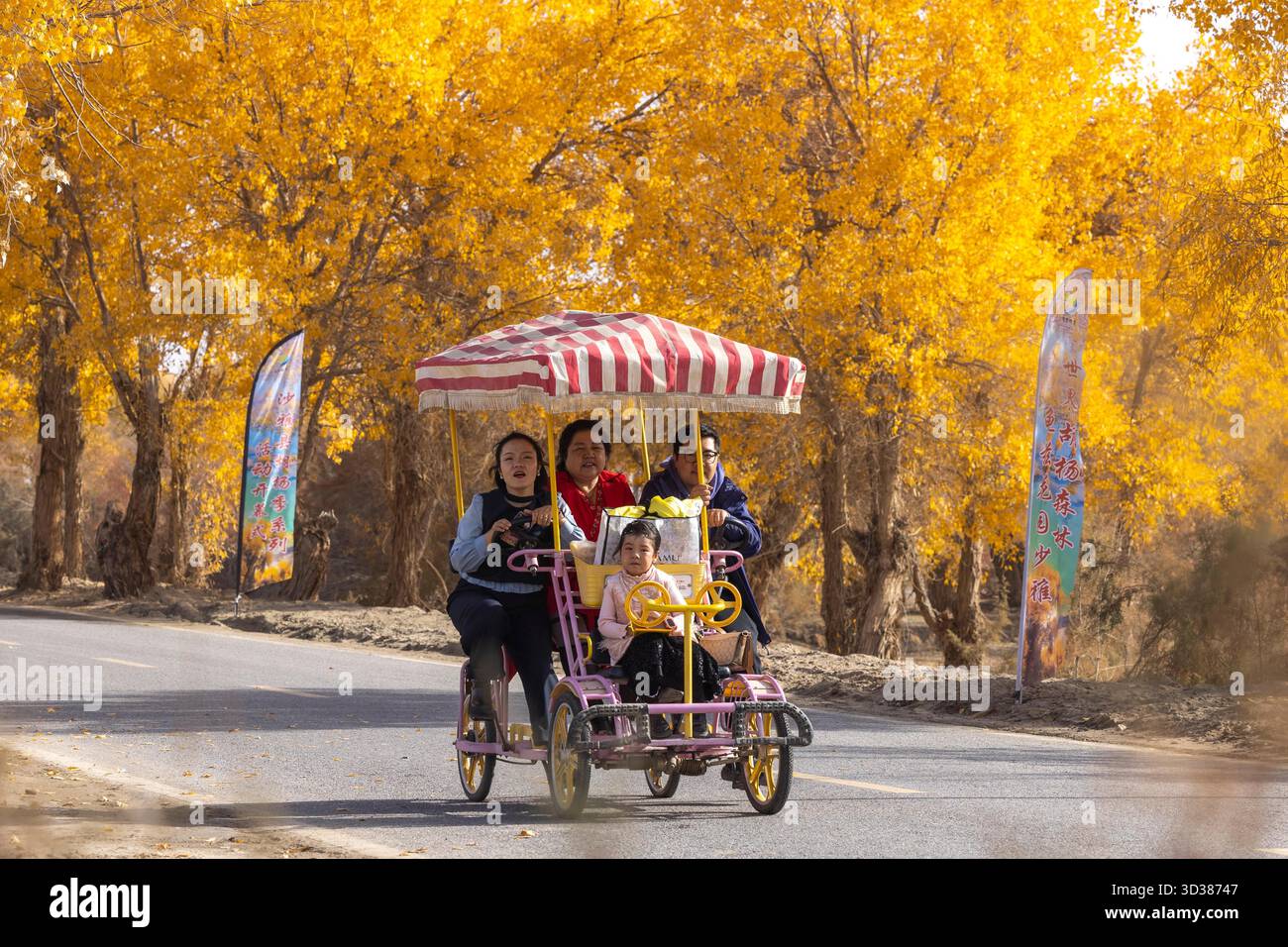 Golden populus euphratica forest attracts tourists in Shaya County ...