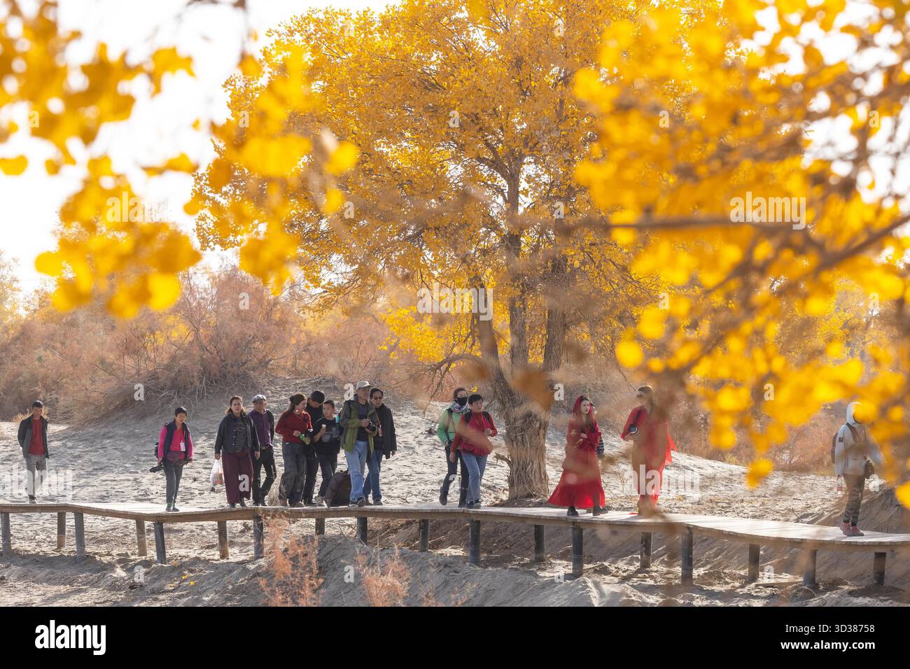 Golden populus euphratica forest attracts tourists in Shaya County ...