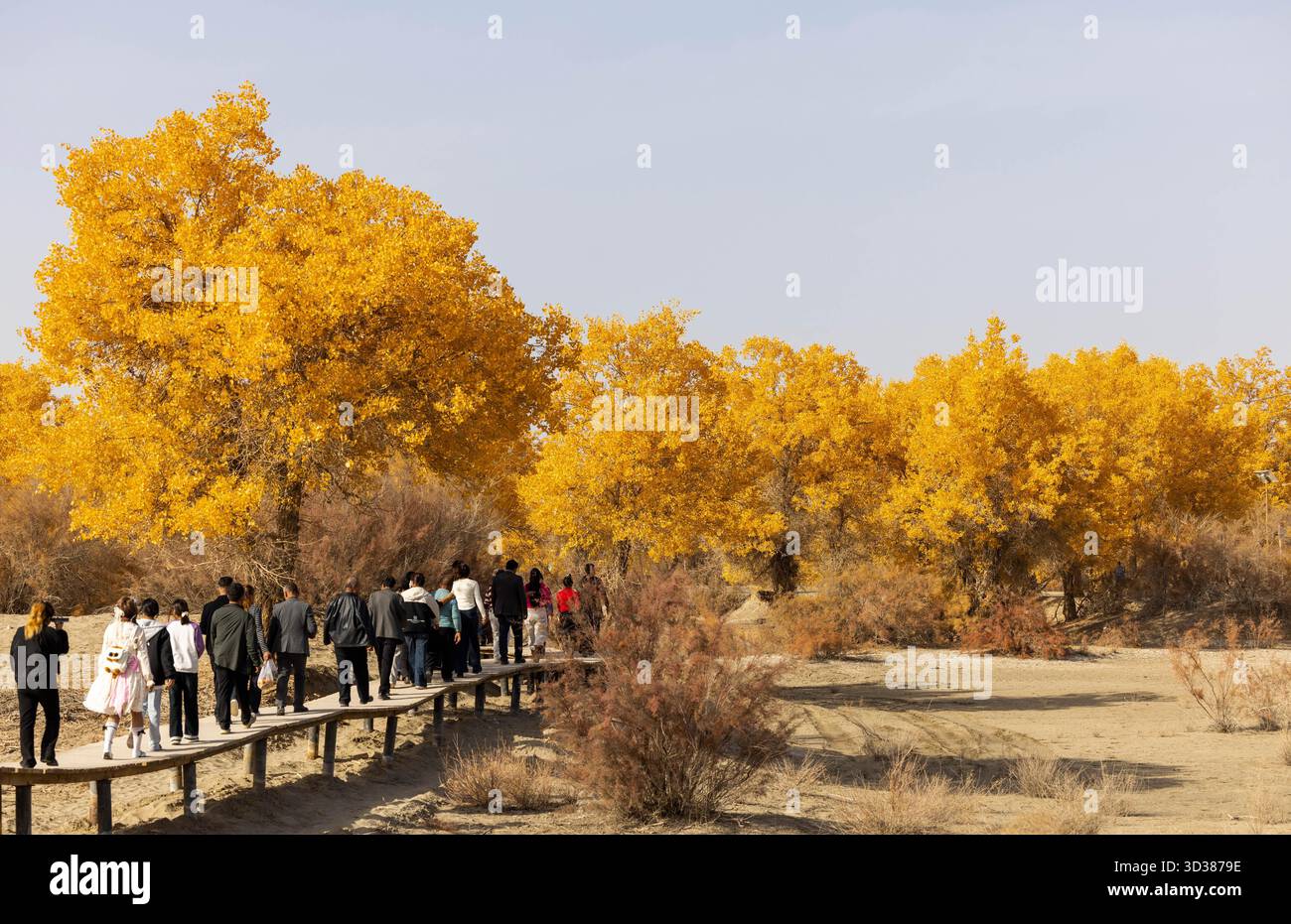 Golden populus euphratica forest attracts tourists in Shaya County ...