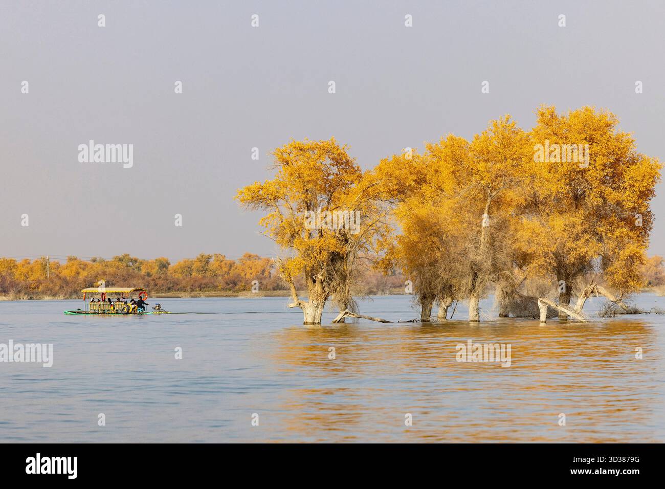 Golden populus euphratica forest attracts tourists in Shaya County ...
