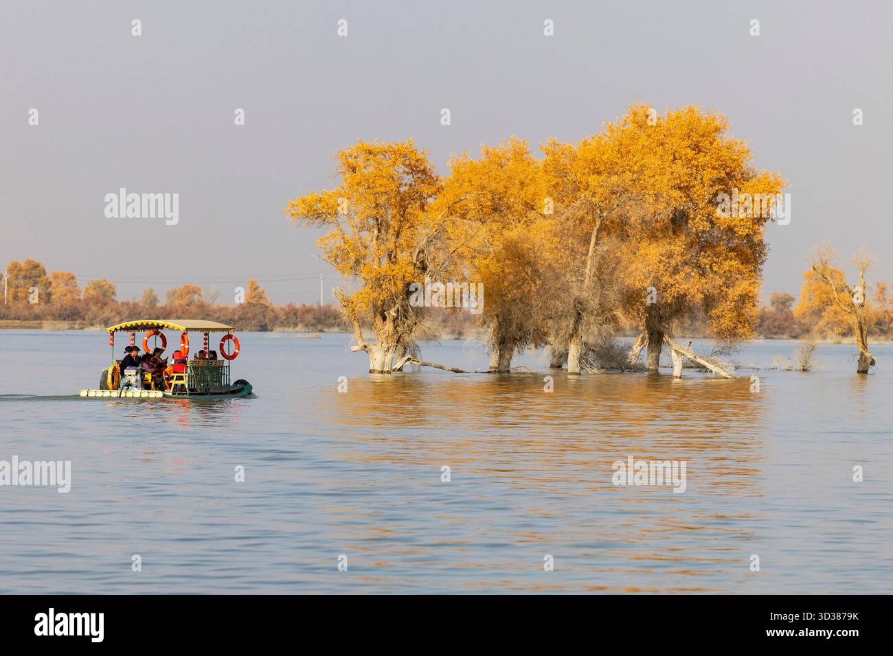 Golden populus euphratica forest attracts tourists in Shaya County ...
