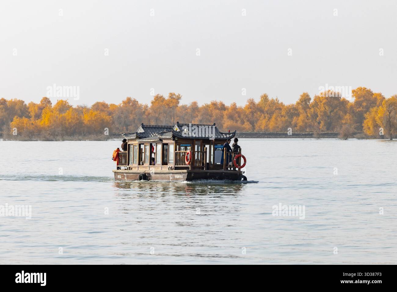 Golden populus euphratica forest attracts tourists in Shaya County ...