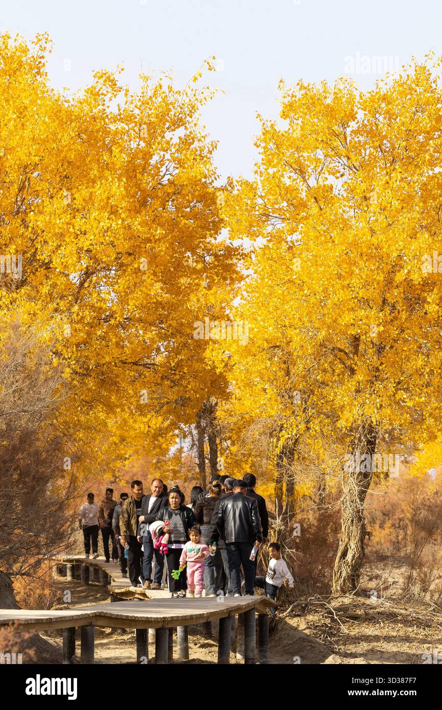 Golden populus euphratica forest attracts tourists in Shaya County ...