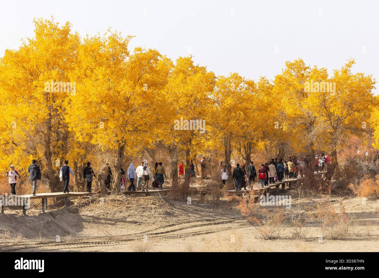 Golden populus euphratica forest attracts tourists in Shaya County ...