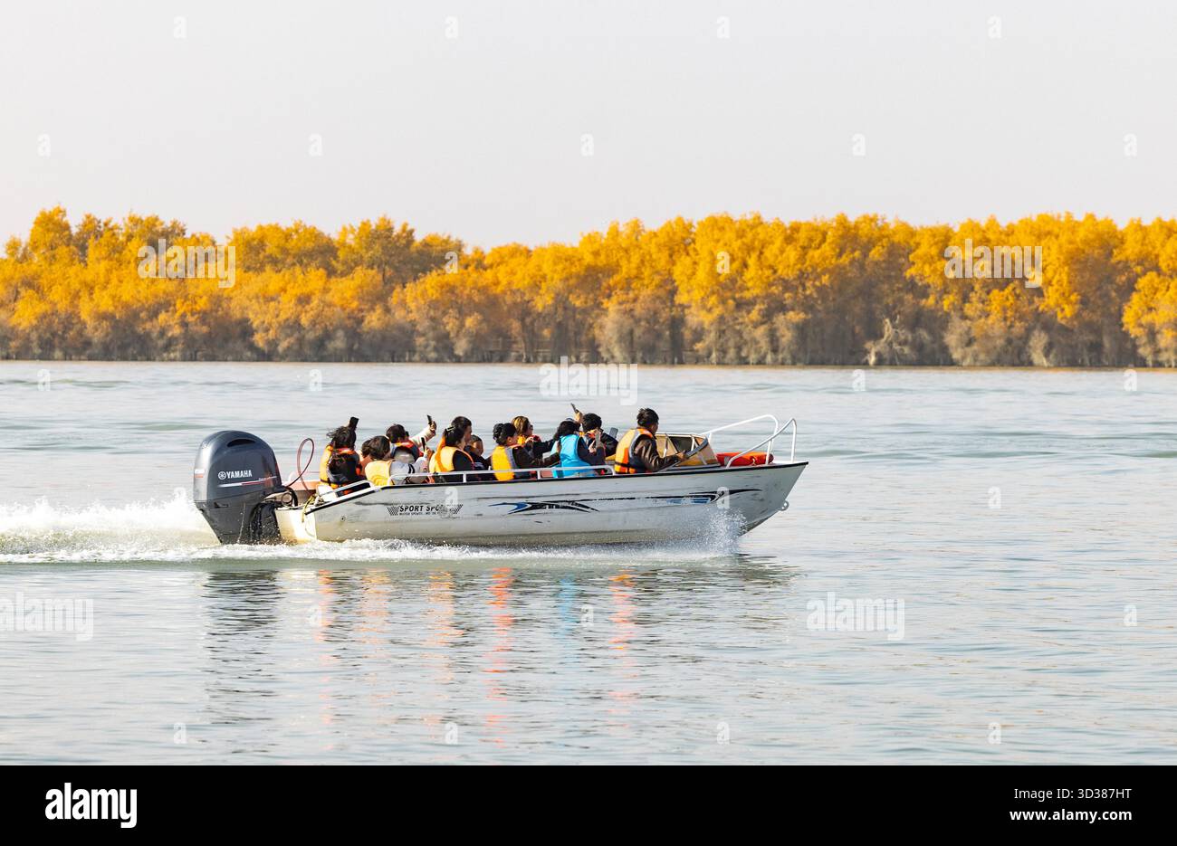 Golden populus euphratica forest attracts tourists in Shaya County ...