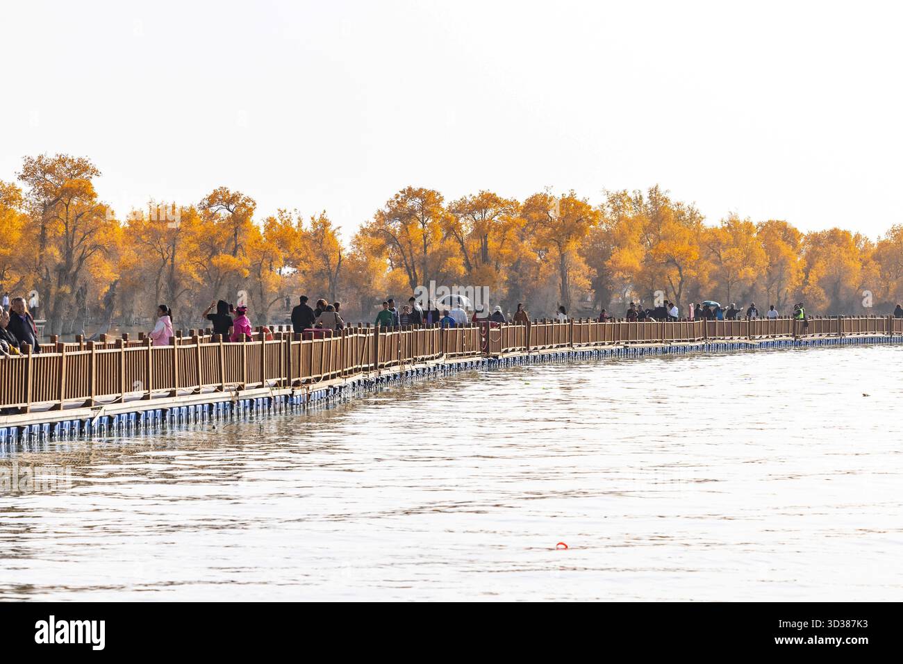 Golden populus euphratica forest attracts tourists in Shaya County ...