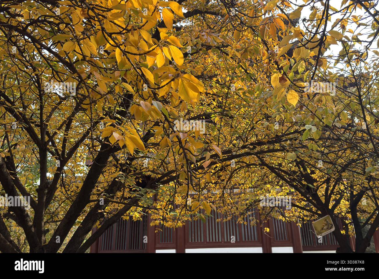 Golden cherry blossom trees in Xi'an City, northwest China's Shaanxi ...
