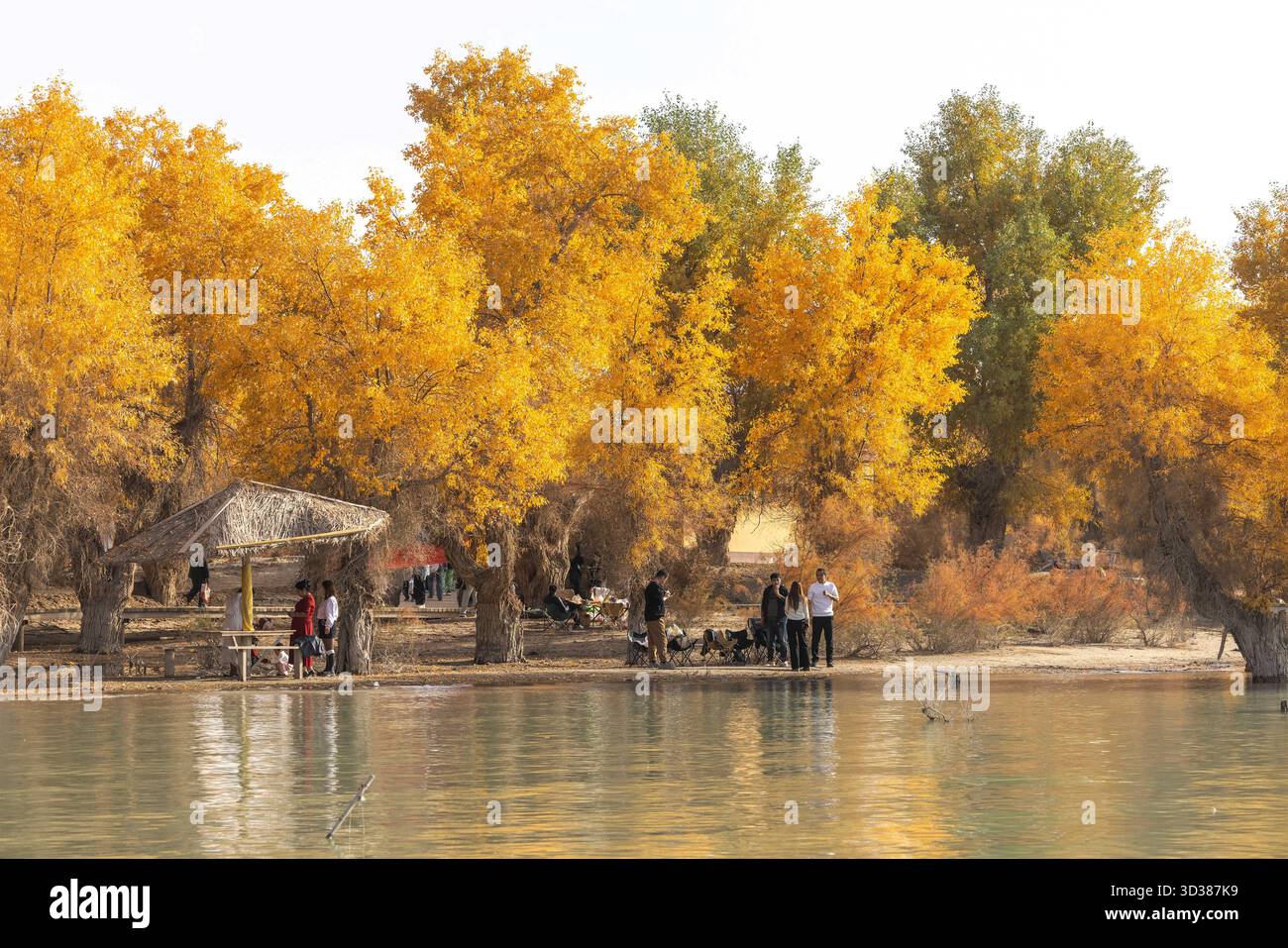 Golden populus euphratica forest attracts tourists in Shaya County ...