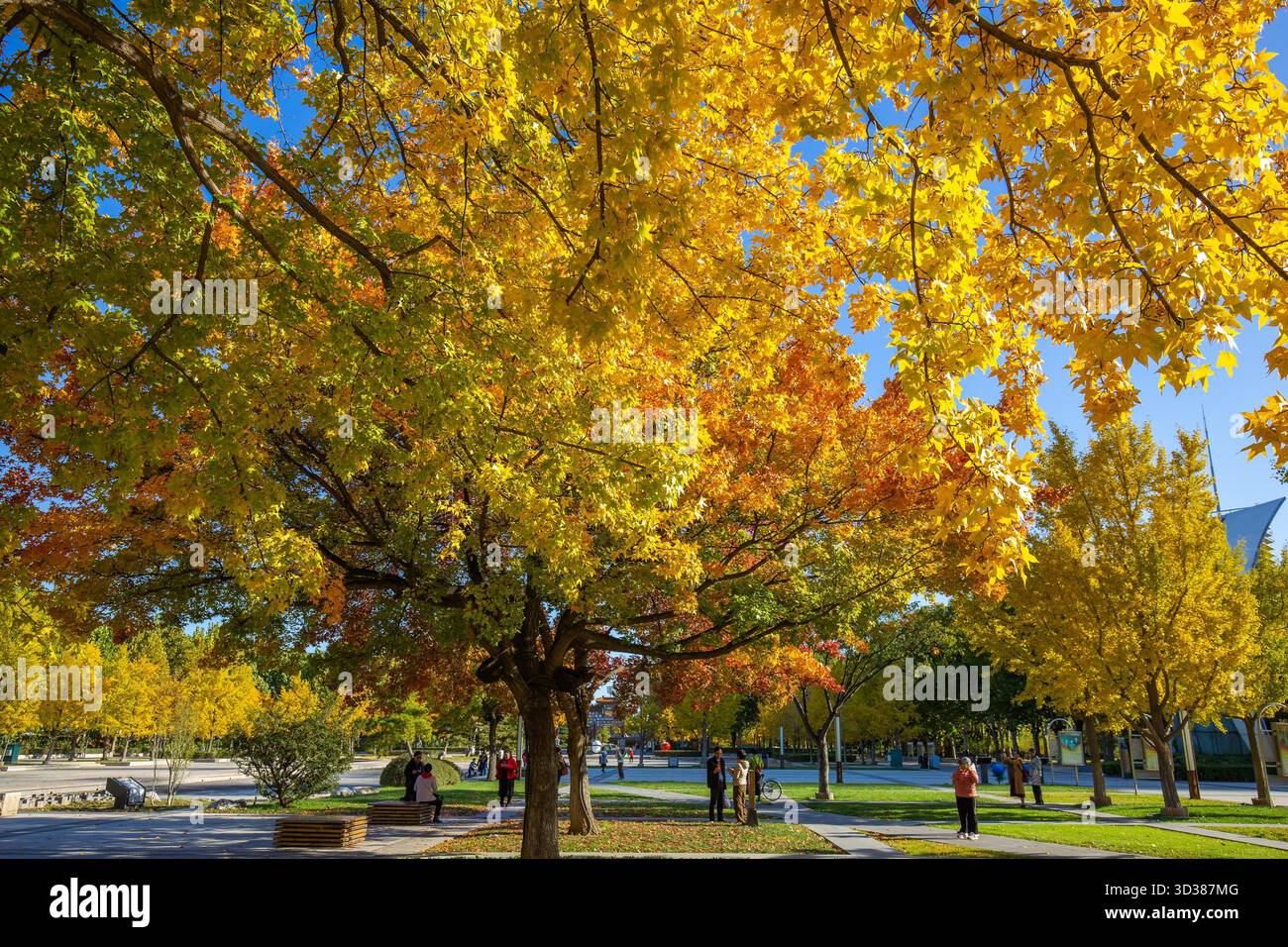 Autumn scenery along the Tongzhou section of the Grand Canal in Beijing ...