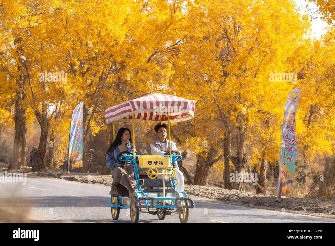 Golden populus euphratica forest attracts tourists in Shaya County ...
