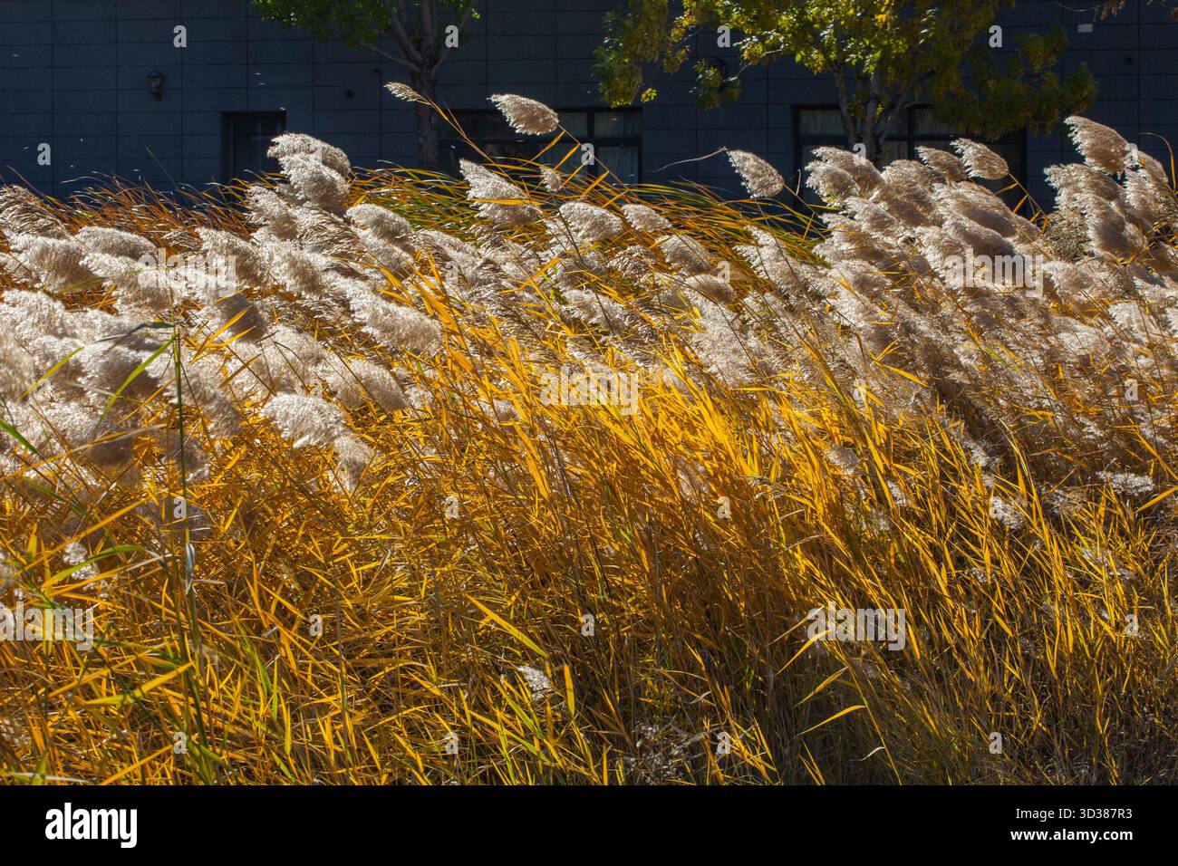 Autumn scenery along the Tongzhou section of the Grand Canal in Beijing ...
