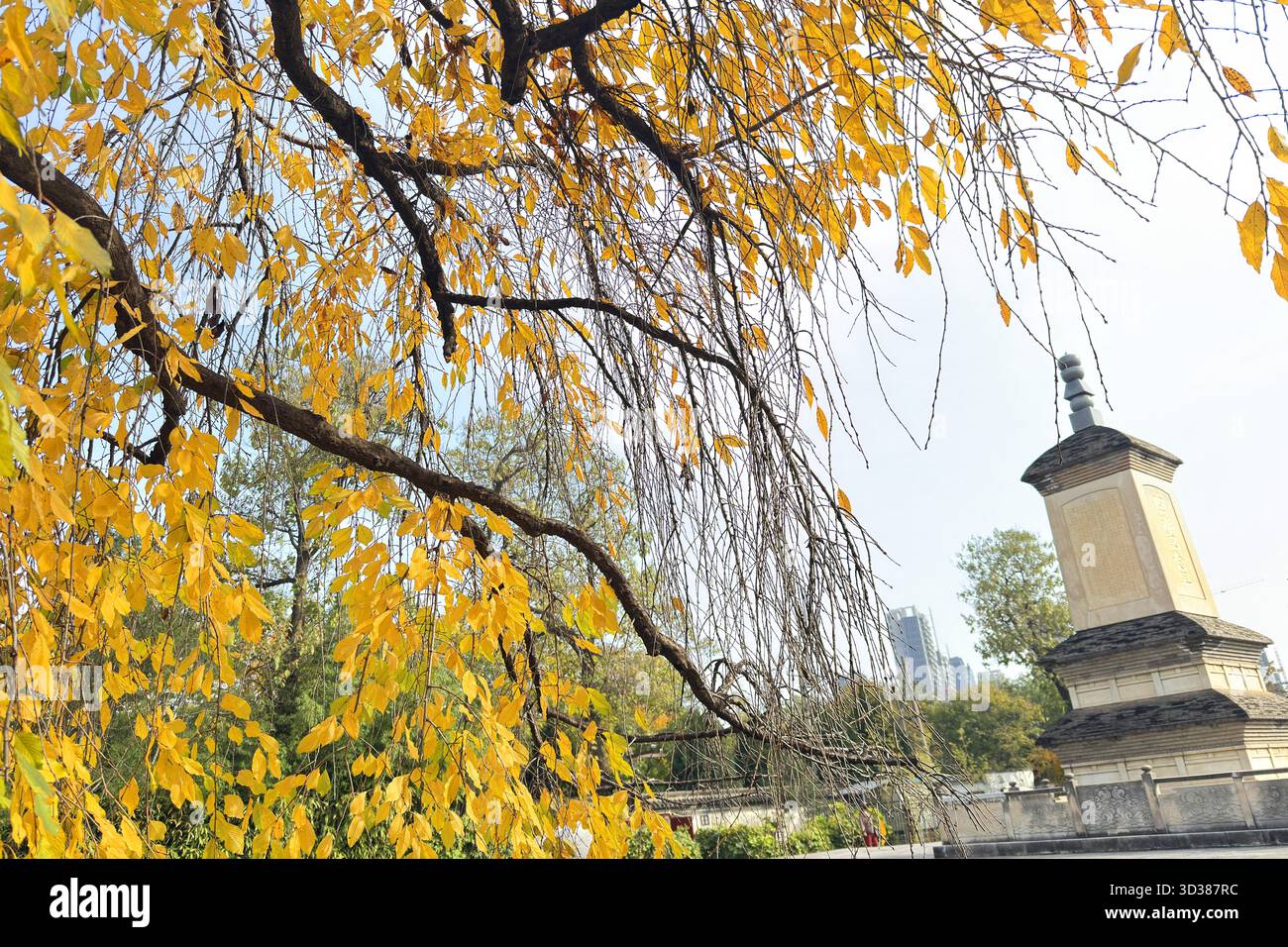 Golden cherry blossom trees in Xi'an City, northwest China's Shaanxi ...