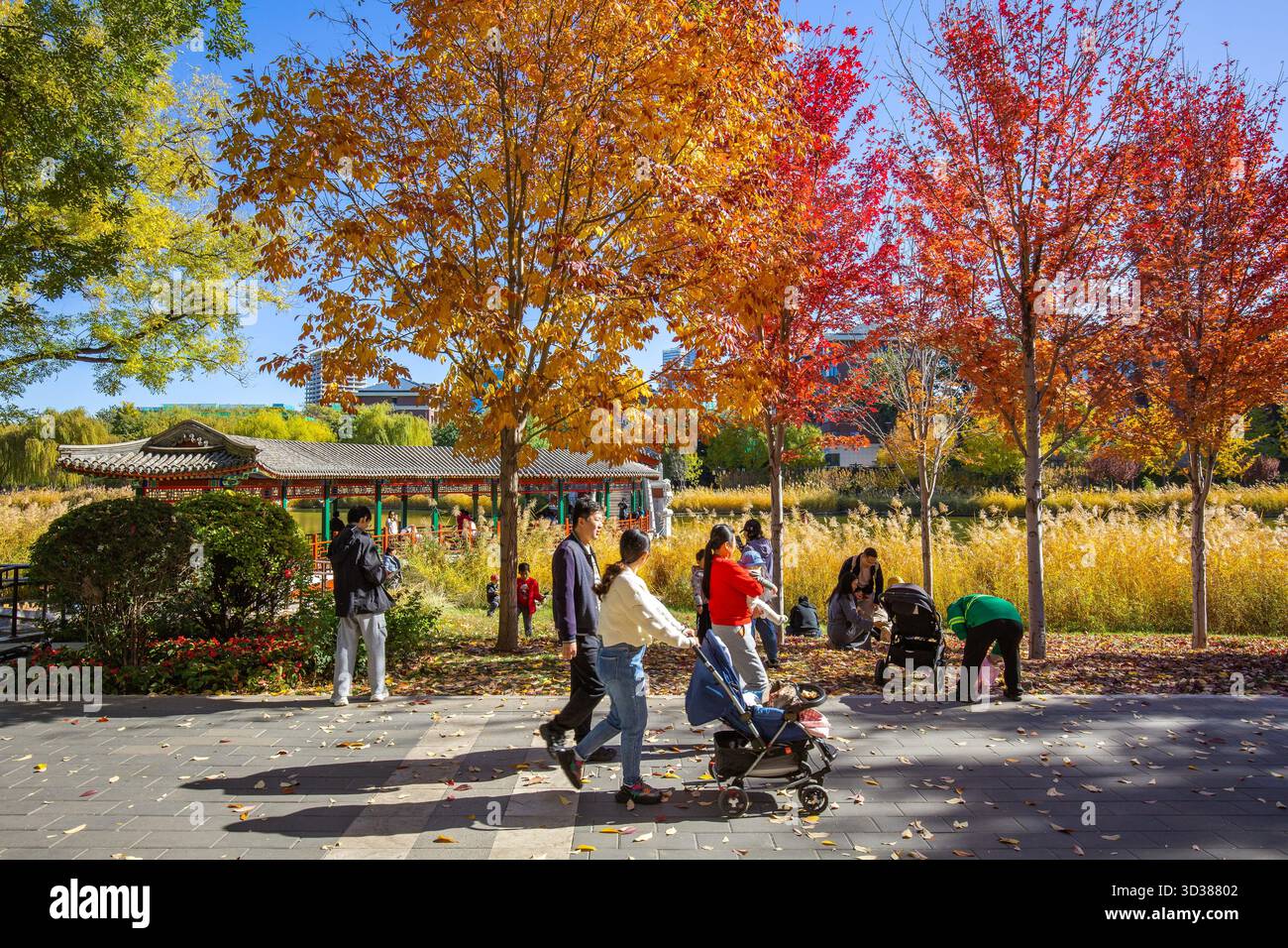 Autumn scenery along the Tongzhou section of the Grand Canal in Beijing ...