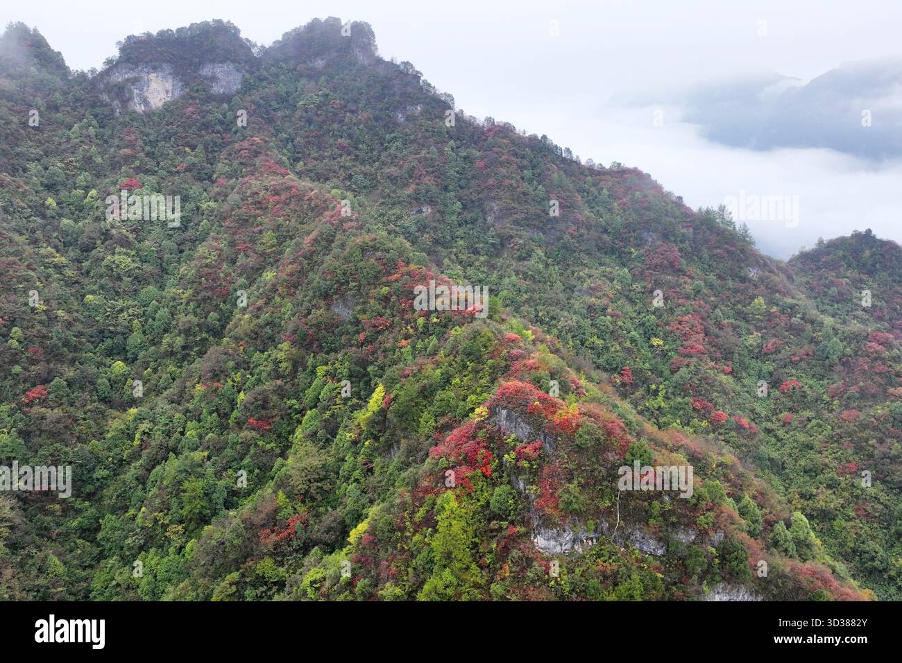 Red leaves enter the best viewing season in Youyang County, Chongqing ...