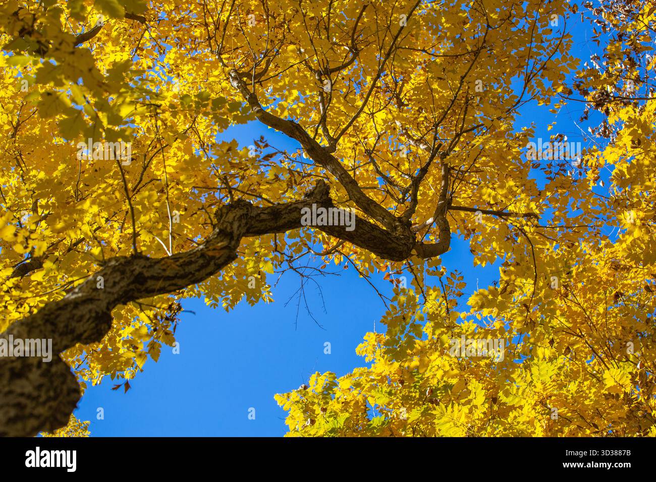 Autumn scenery along the Tongzhou section of the Grand Canal in Beijing ...