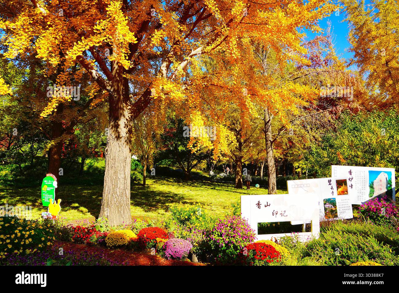Red leaves enter the best viewing season at Xiangshan Park in Beijing ...