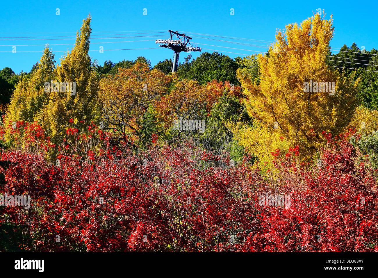 Red leaves enter the best viewing season at Xiangshan Park in Beijing ...
