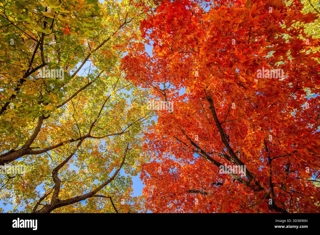 Autumn scenery along the Tongzhou section of the Grand Canal in Beijing ...