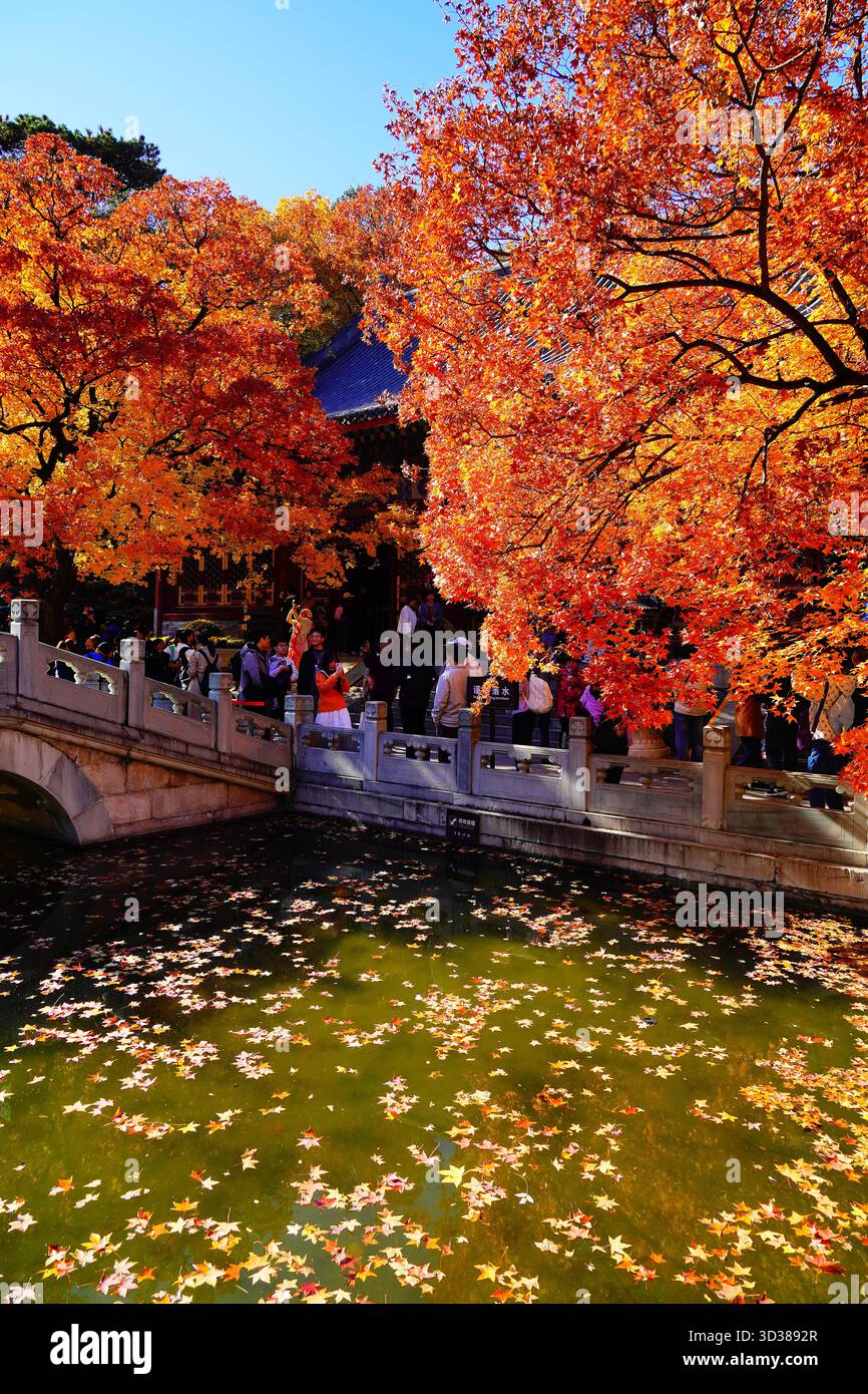 Red leaves enter the best viewing season at Xiangshan Park in Beijing ...