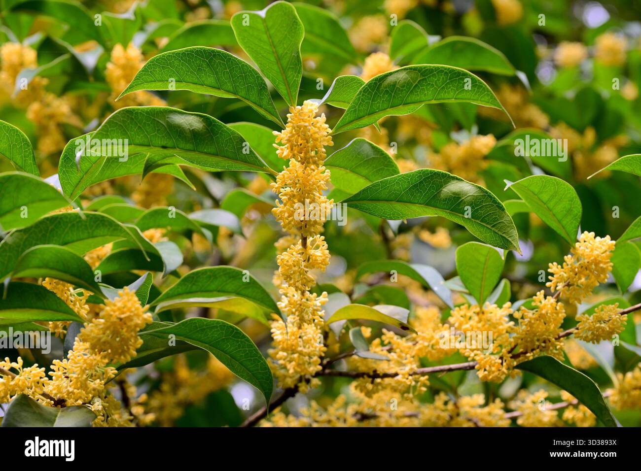 Osmanthus trees bloom in Jinhua City, east China's Zhejiang Province, 2 ...