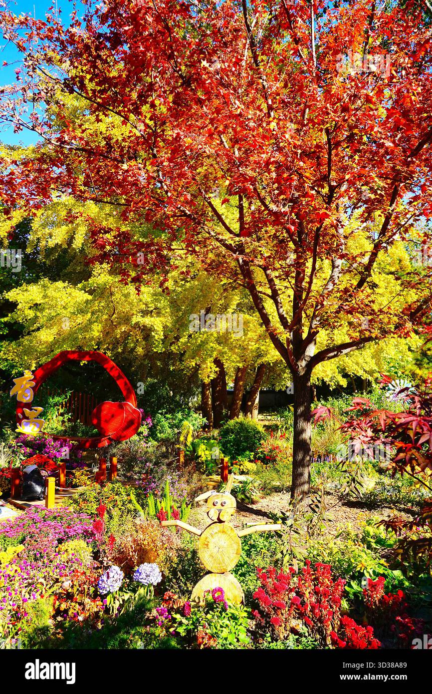 Red leaves enter the best viewing season at Xiangshan Park in Beijing ...