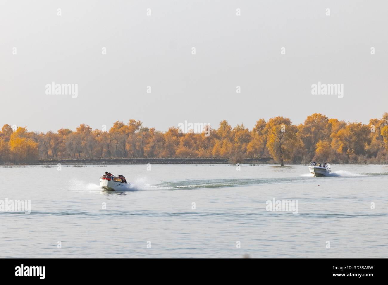 Golden populus euphratica forest attracts tourists in Shaya County ...